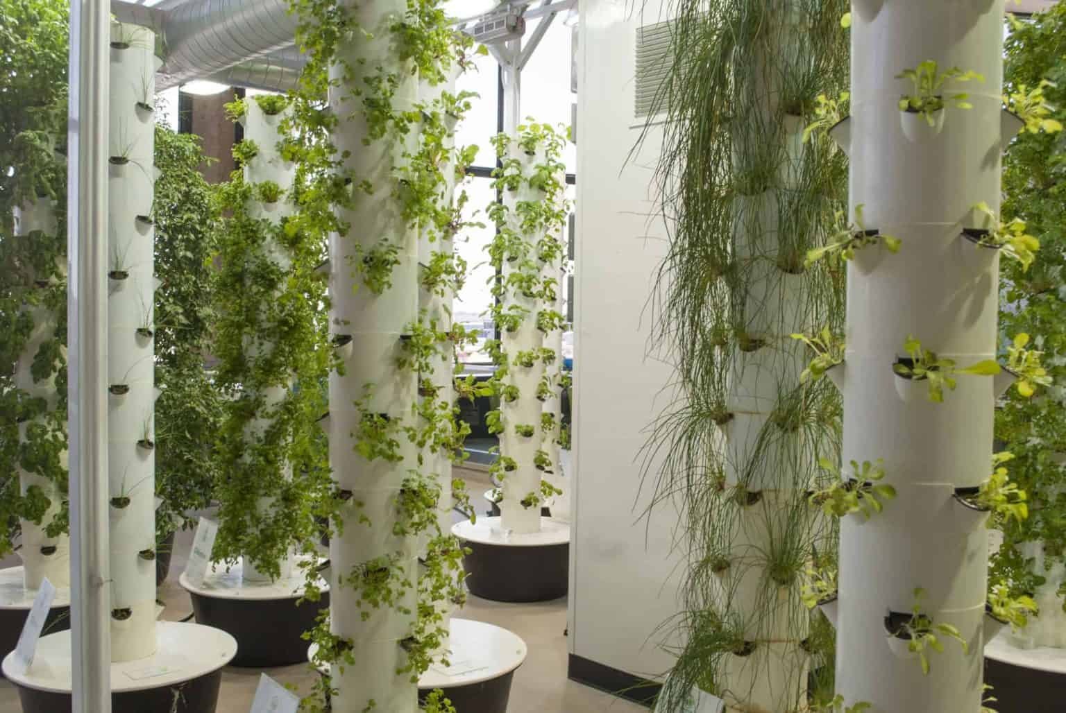 What is Aeroponics and How Does it Work? – Small Scale Gardener