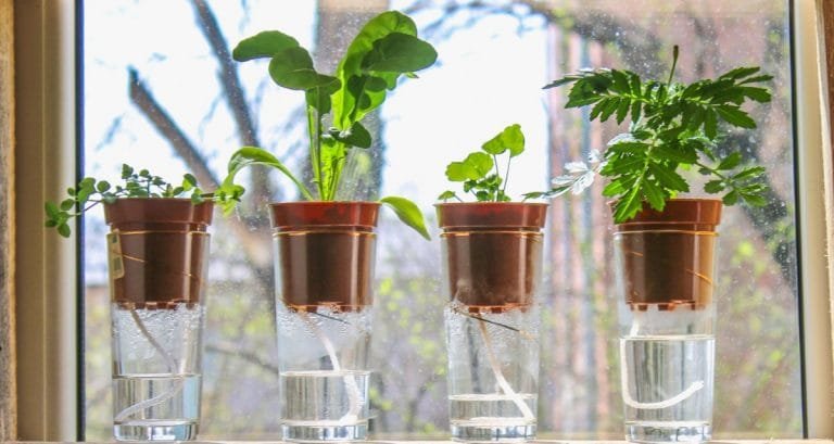 What Is Wick Hydroponics – A Guide To Hydroponics – Small Scale Gardener